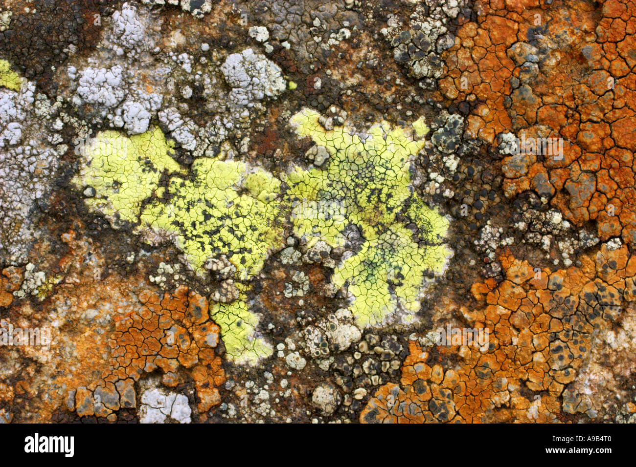 Red and yellow lichen on a rock Stock Photo - Alamy