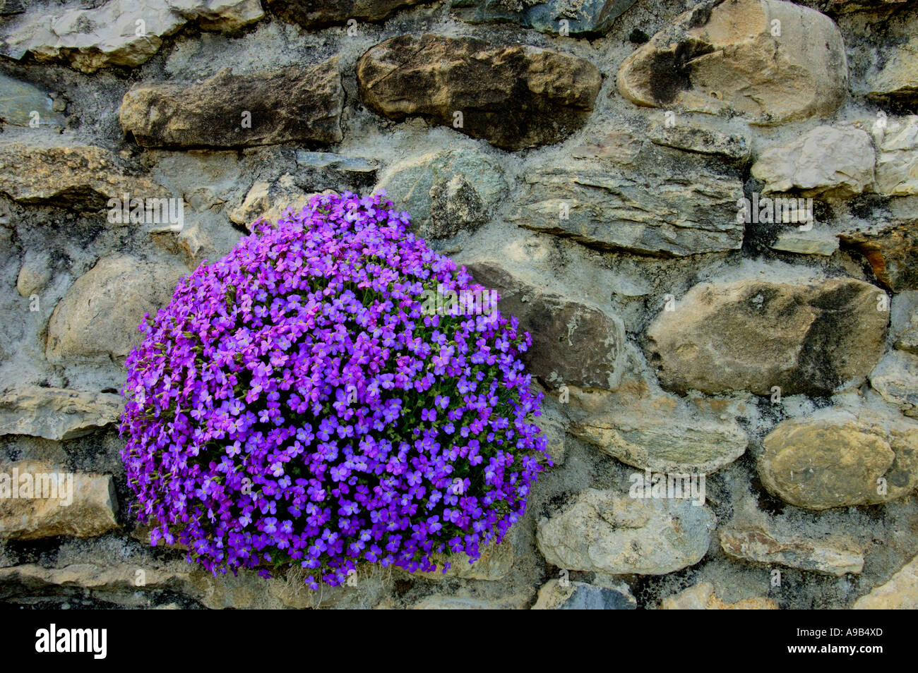 Lobelia bush hi-res stock photography and images - Alamy
