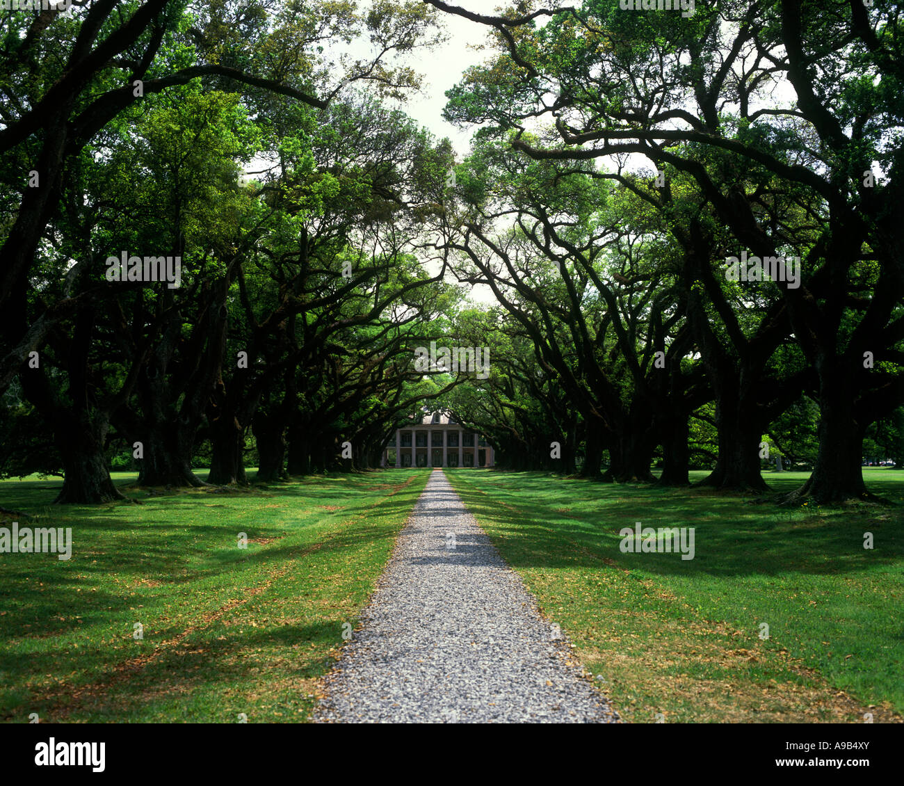 ROW OF OAK TREES OAK ALLEY PLANTATION HOME VACHERIE LOUISIANA USA Stock ...