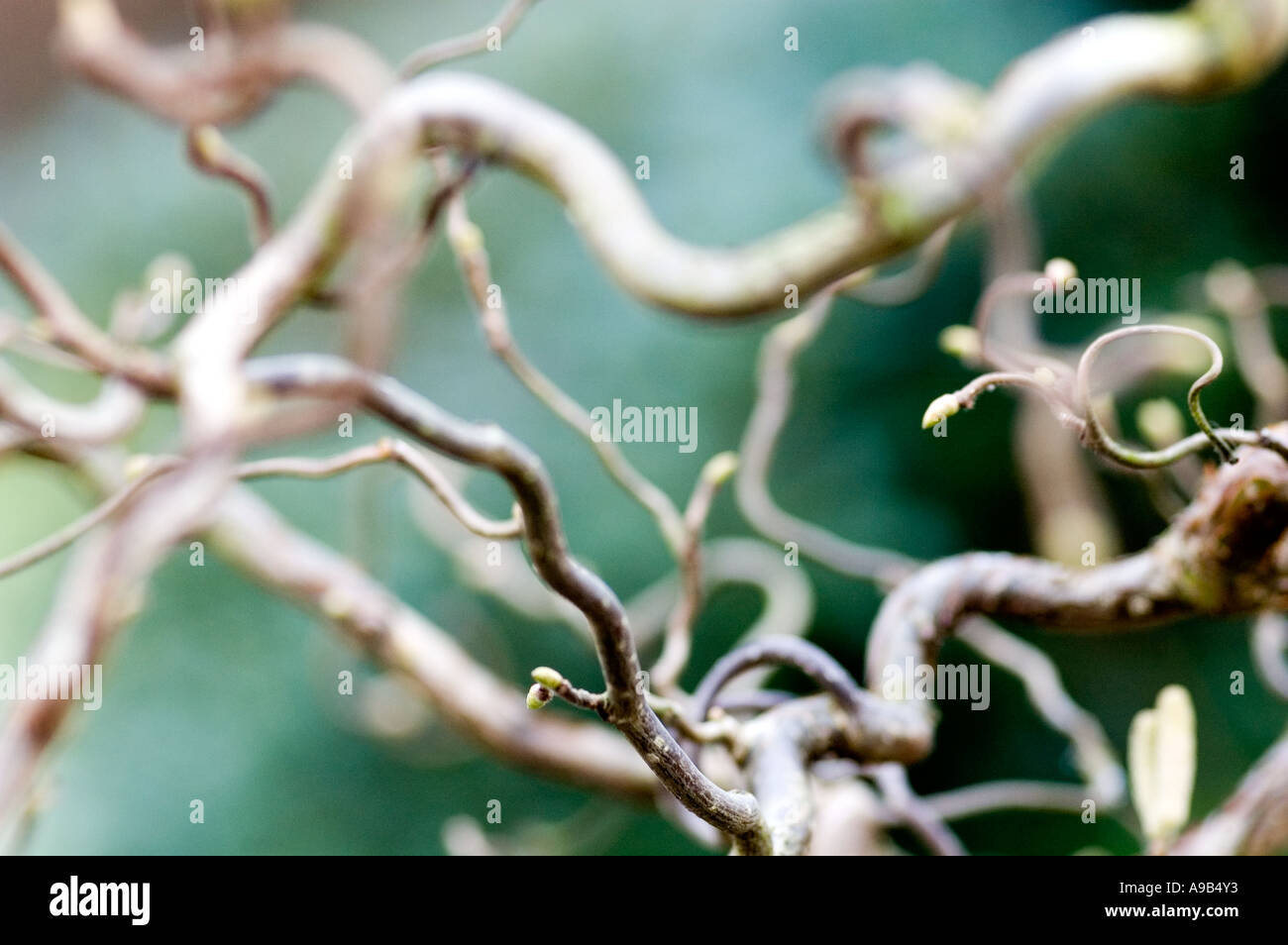 Buds breaking on Corkscrew Hazel twigs Stock Photo - Alamy