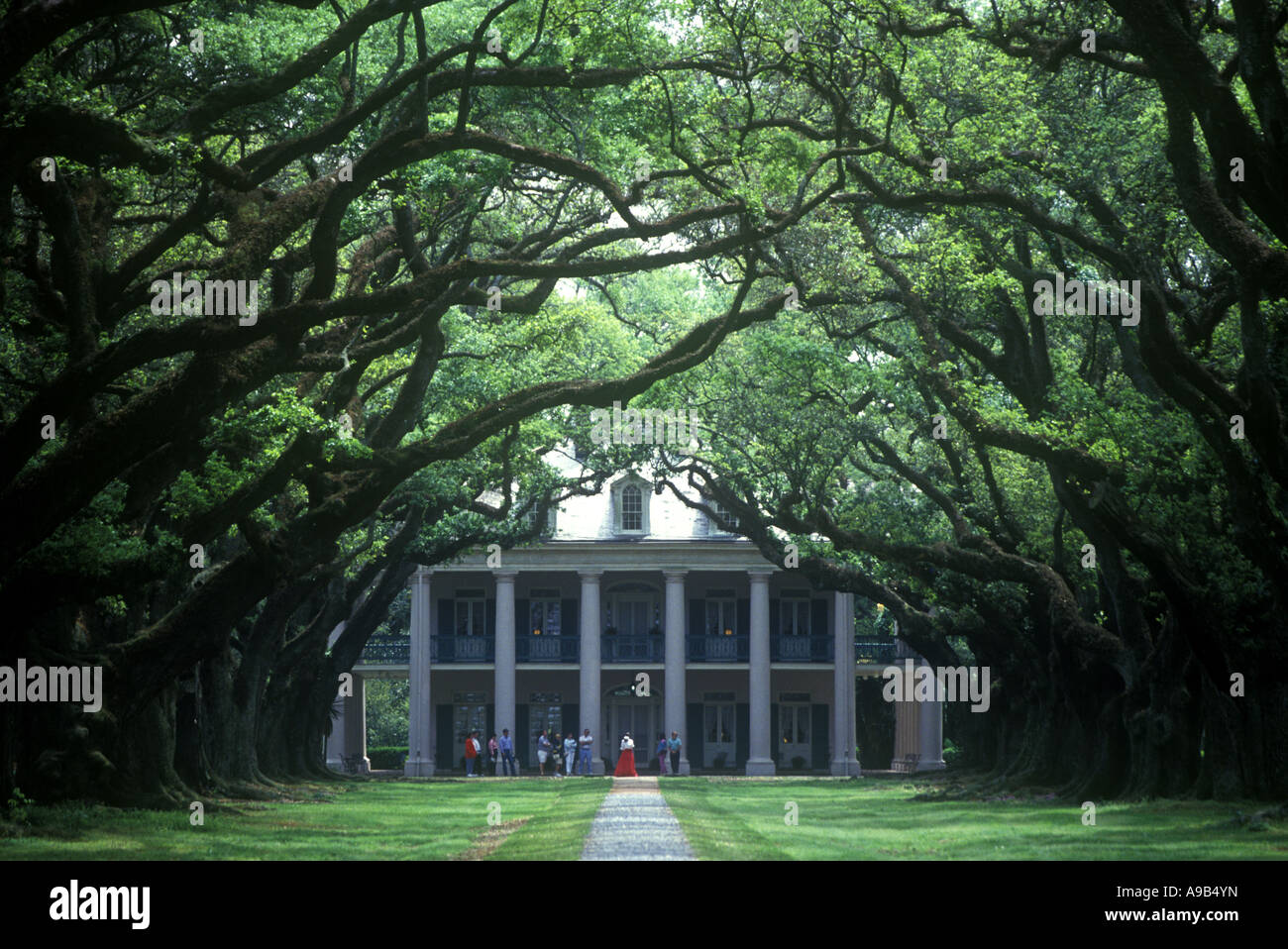 ROW OF OAK TREES OAK ALLEY PLANTATION HOME VACHERIE LOUISIANA USA Stock ...