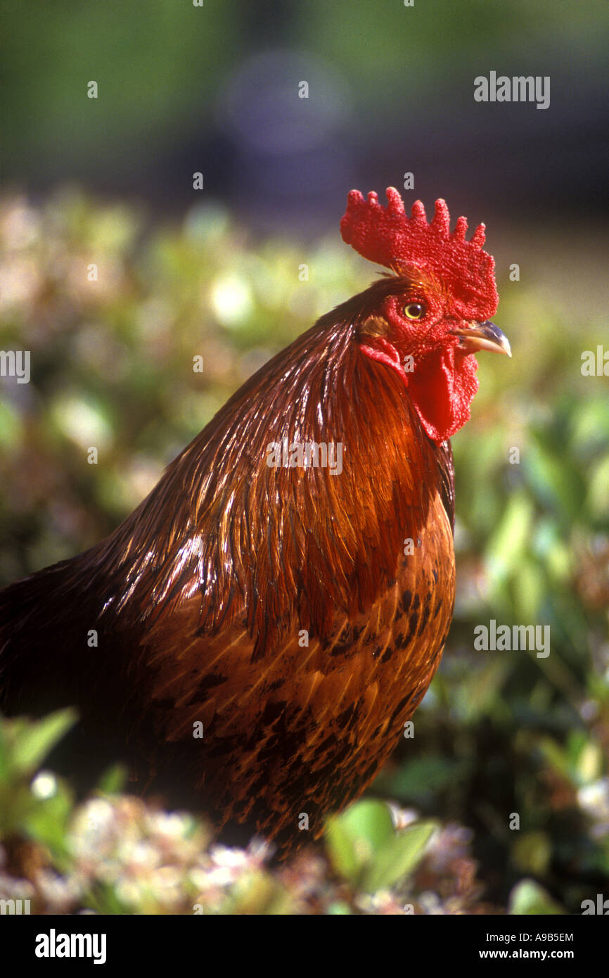 NEW HAMPSHIRE RED COCKEREL Stock Photo - Alamy