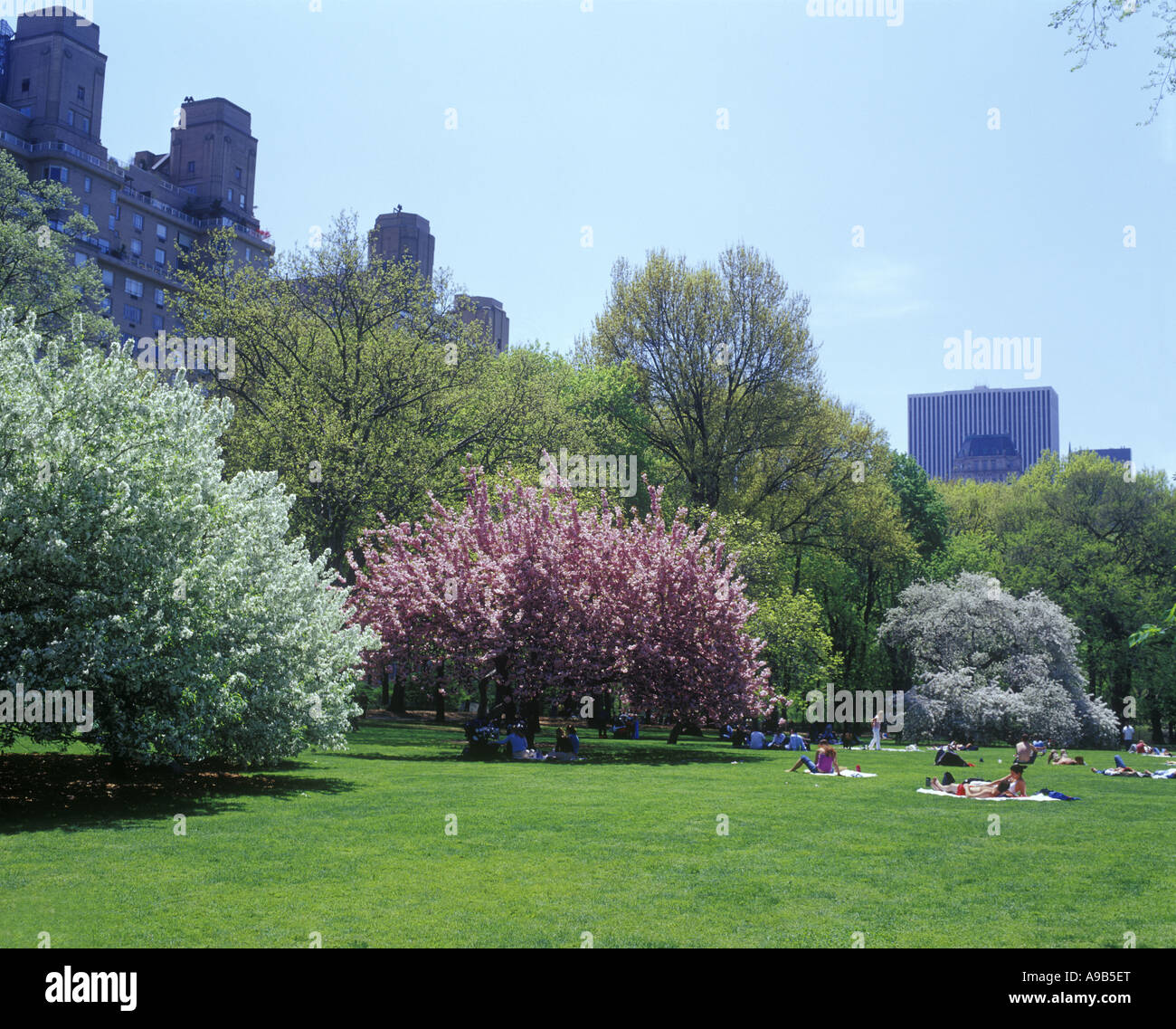 SPRING BLOSSOMS CENTRAL PARK MANHATTAN NEW YORK CITY USA Stock Photo ...