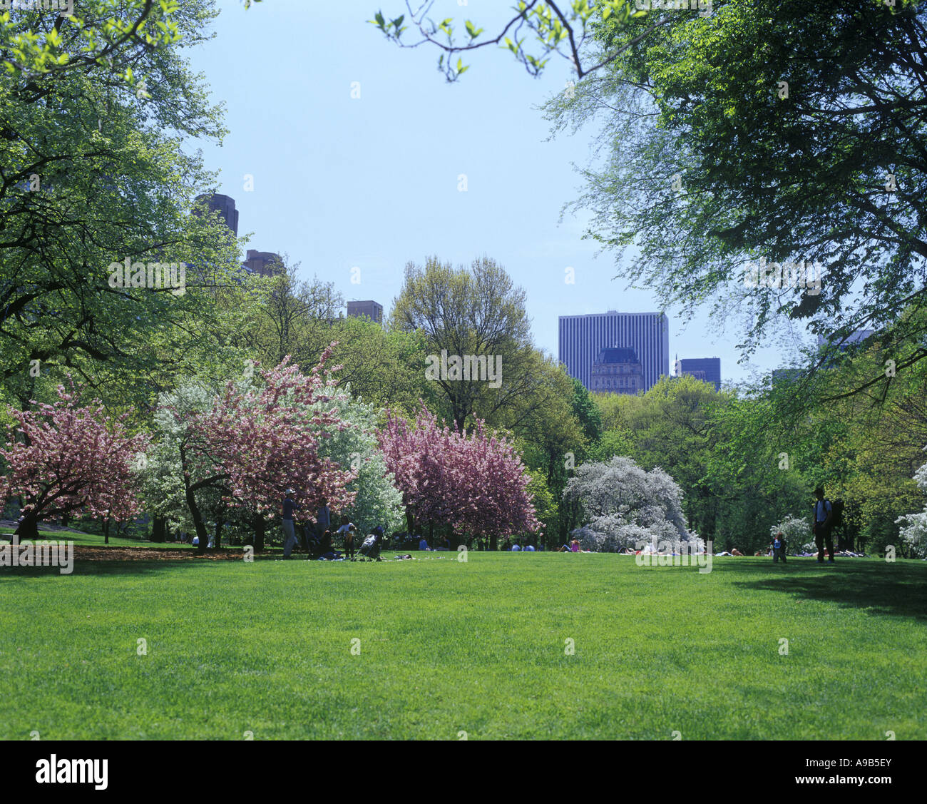 SPRING BLOSSOMS CENTRAL PARK MANHATTAN NEW YORK CITY USA Stock Photo ...