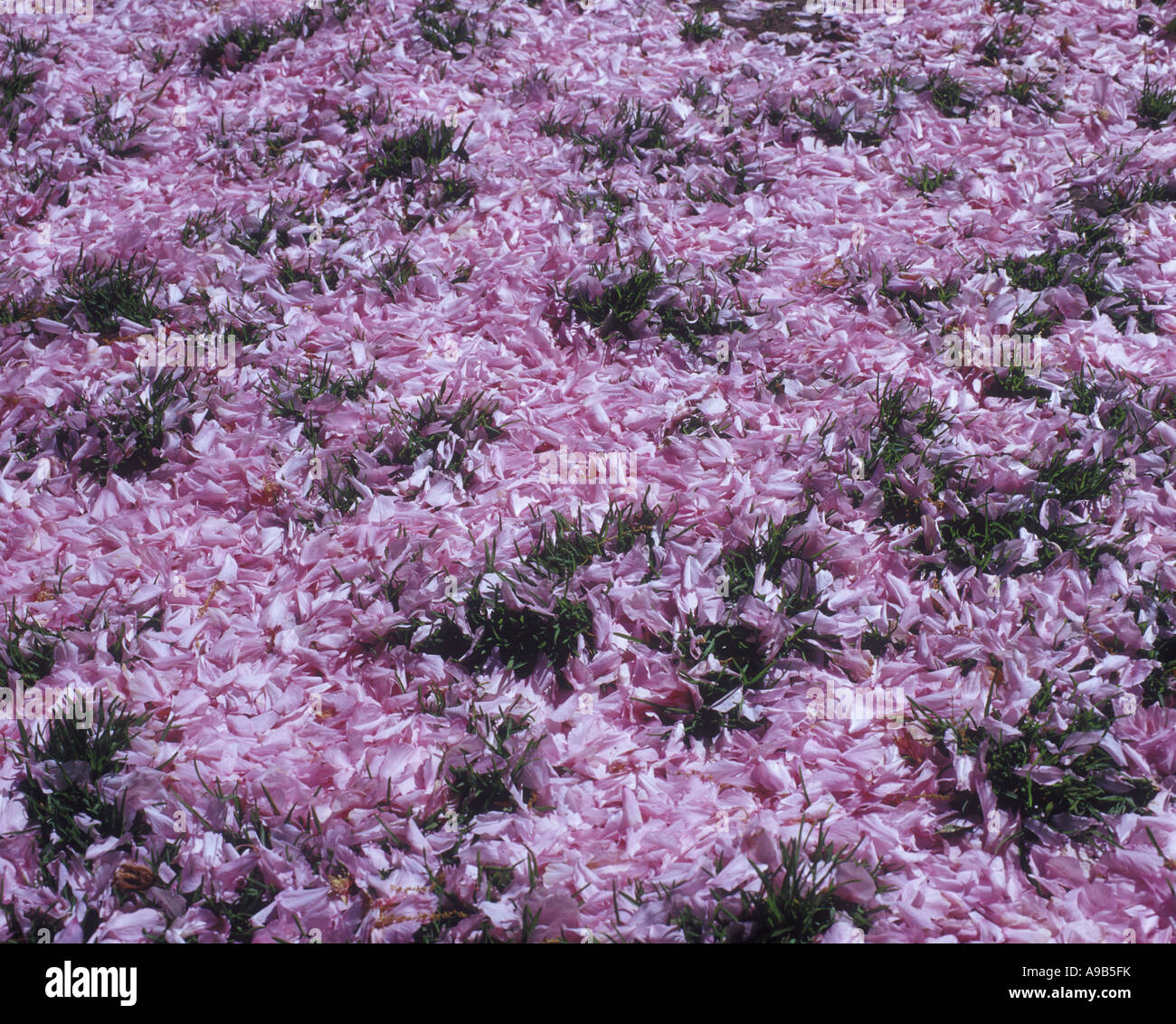 PINK SPRING BLOSSOMS ON GROUND Stock Photo - Alamy