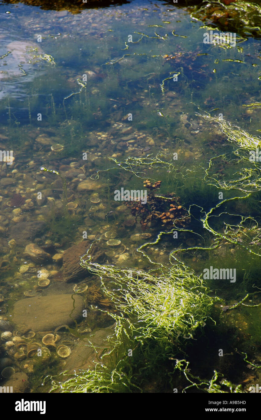 Rock pool on the Scottish Coast Stock Photo - Alamy