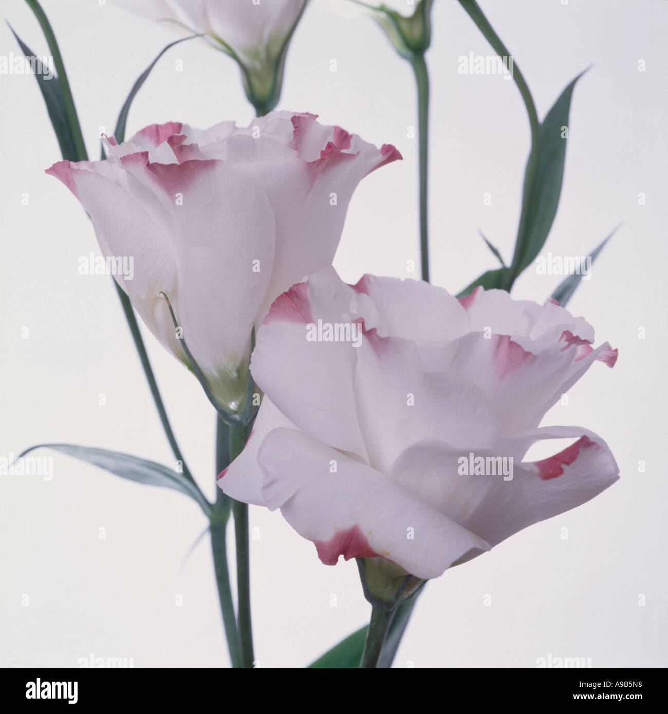 Lysianthus hi-res stock photography and images - Alamy