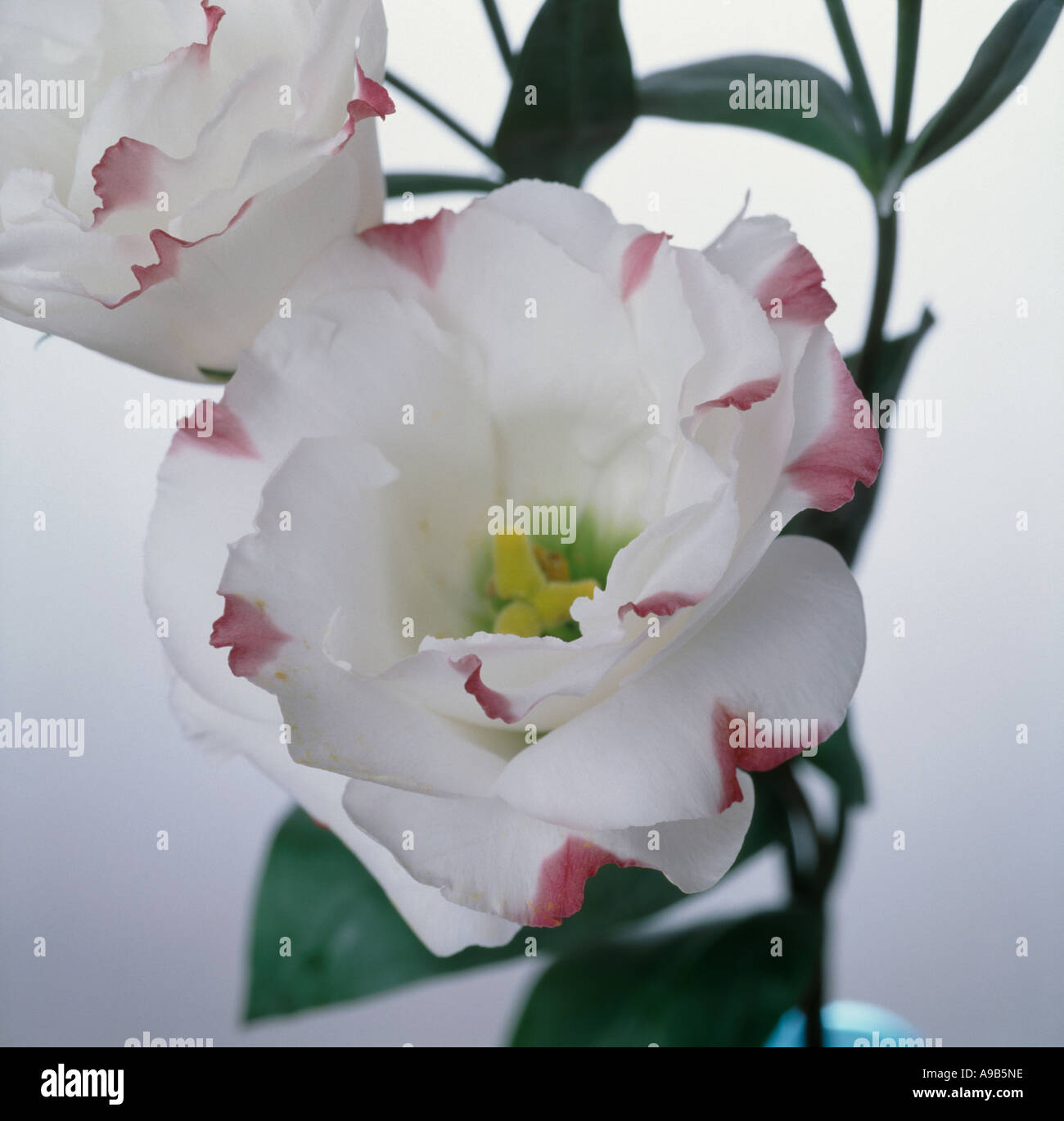 Lysianthus hi-res stock photography and images - Alamy