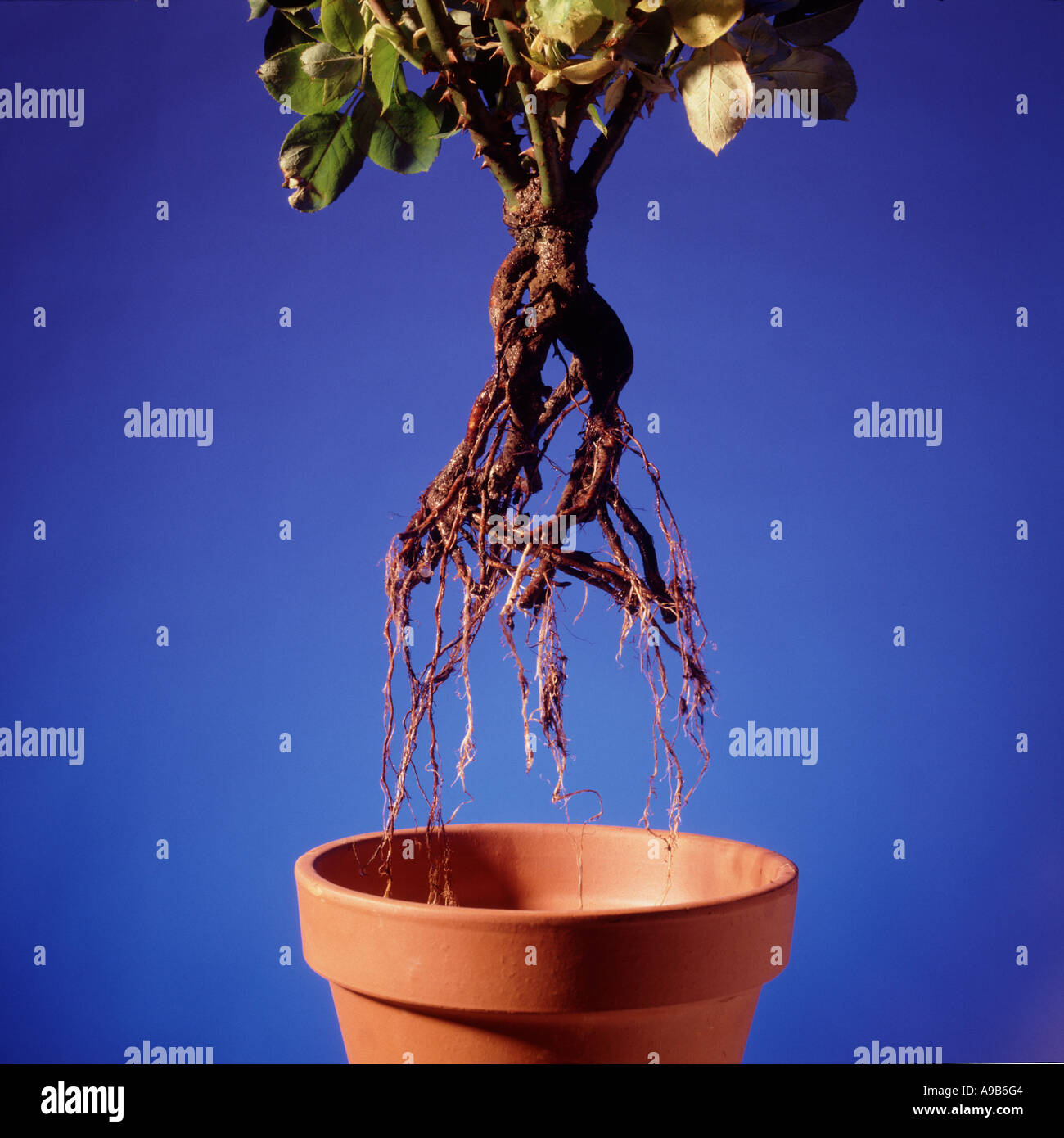 Plant being potted Stock Photo - Alamy