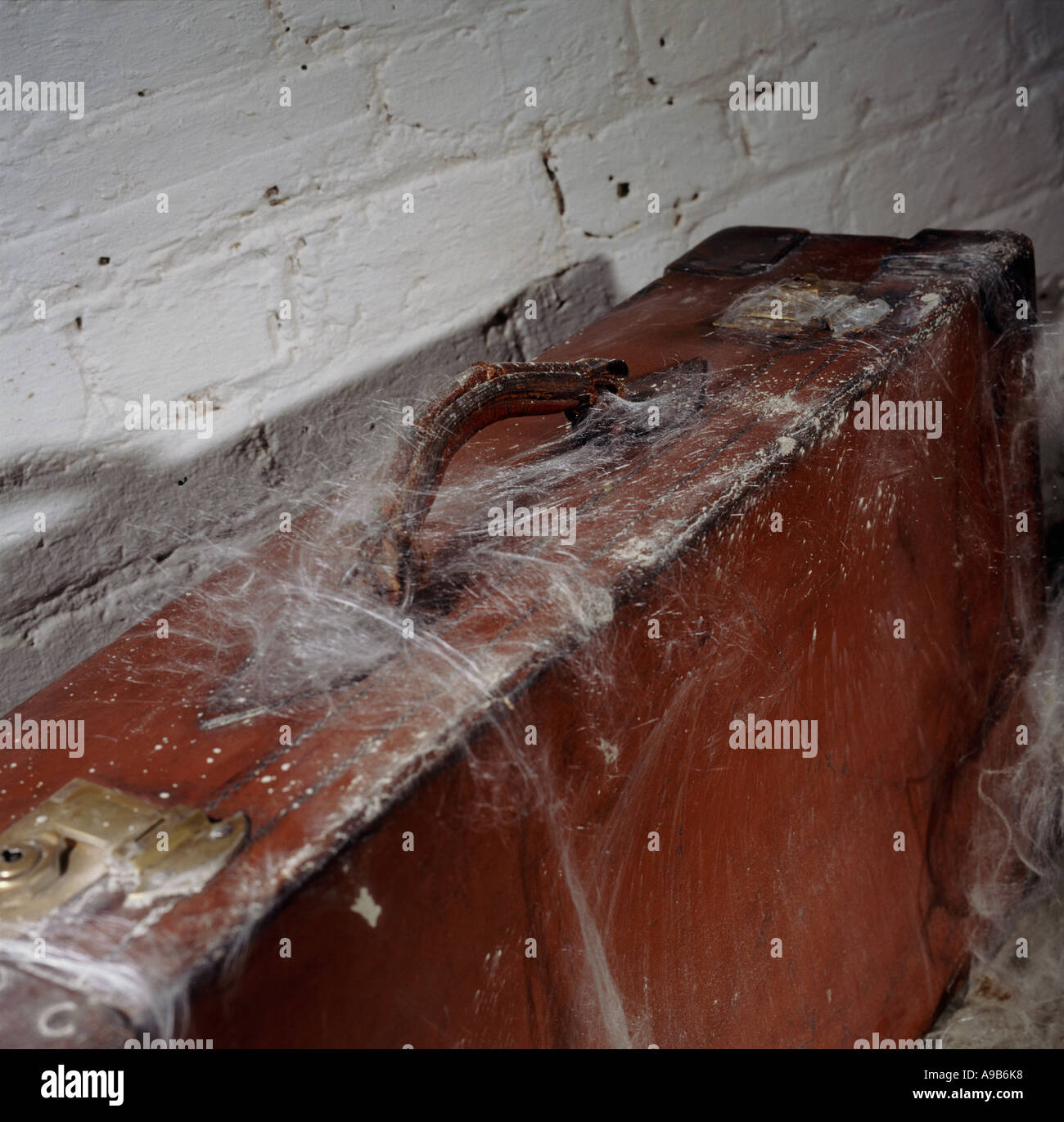 Spider cellar cobweb hi-res stock photography and images - Alamy