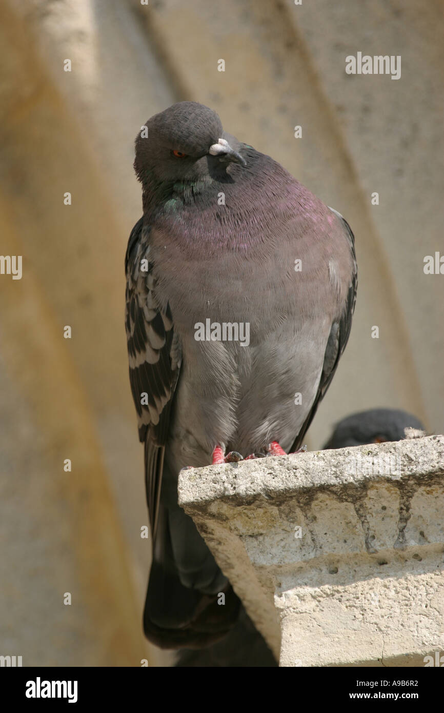 Pidgeon hi-res stock photography and images - Alamy