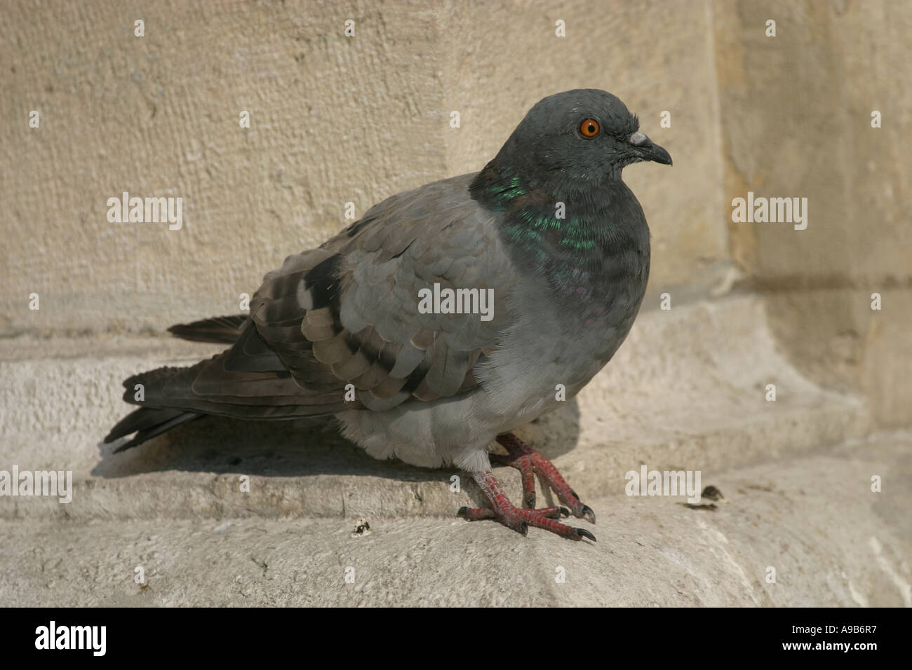 Black pidgeon hi-res stock photography and images - Alamy