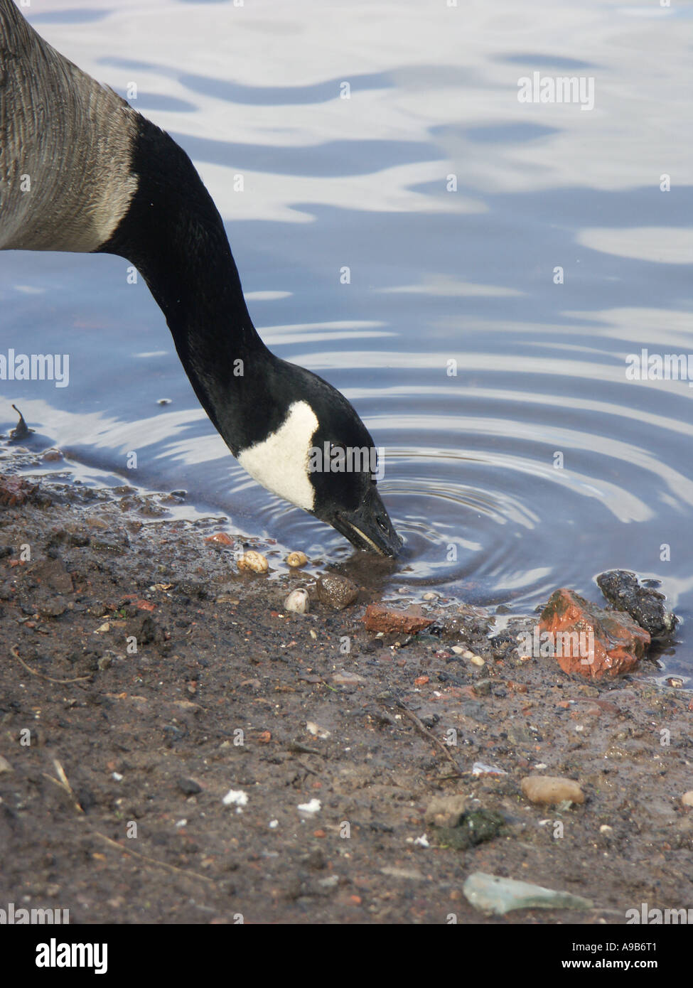 Detail head neck canada hi-res stock photography and images - Alamy