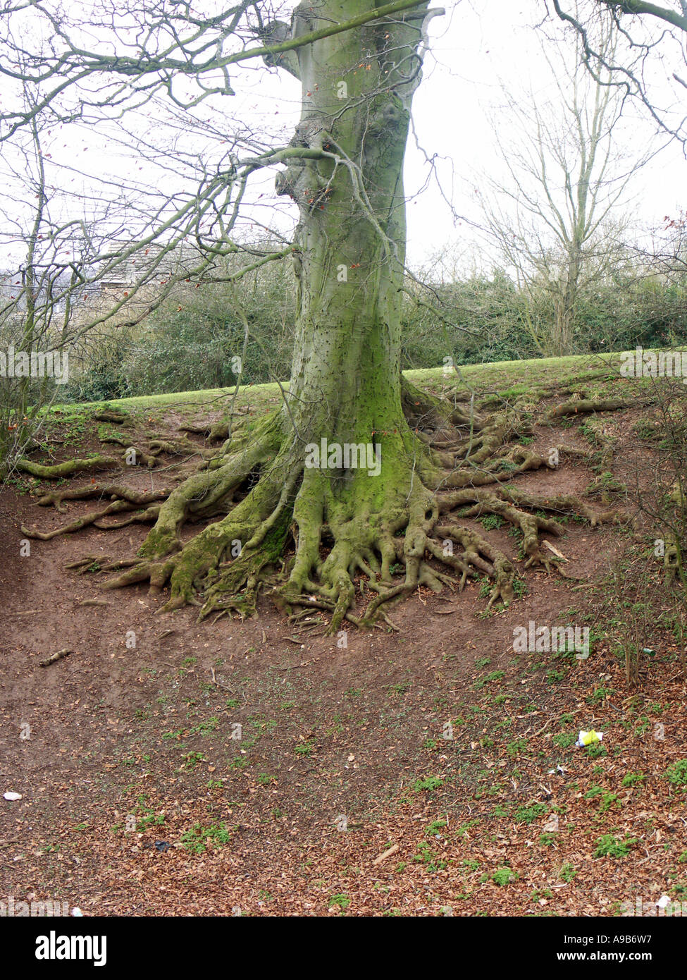 Tree showing complex root system Stock Photo - Alamy