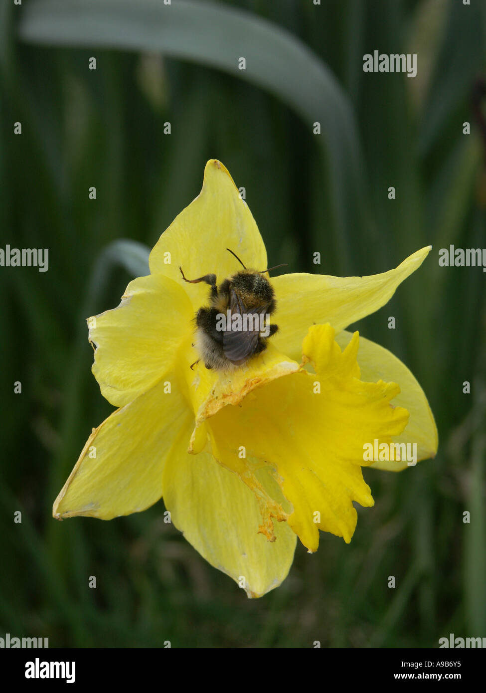Daffodil flower icon hi-res stock photography and images - Alamy