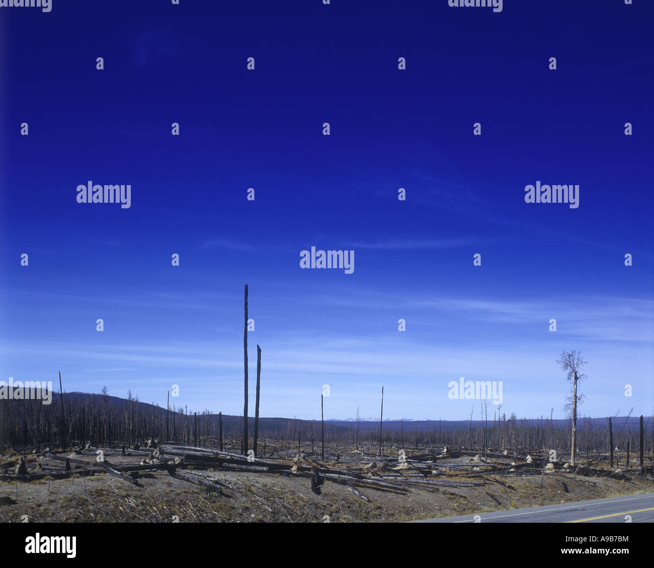 BURNT FOREST YELLOWSTONE NATIONAL PARK WYOMING USA Stock Photo - Alamy
