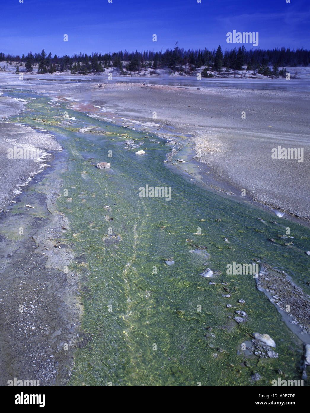 ALGAE IN STREAM PORCELAIN BASIN NORRIS GEYSER BASIN YELLOWSTONE ...