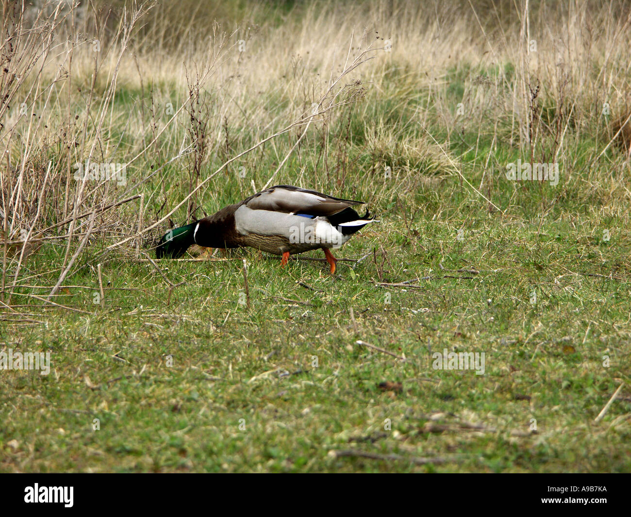 A male mallard duck forages amongst grass Stock Photo - Alamy