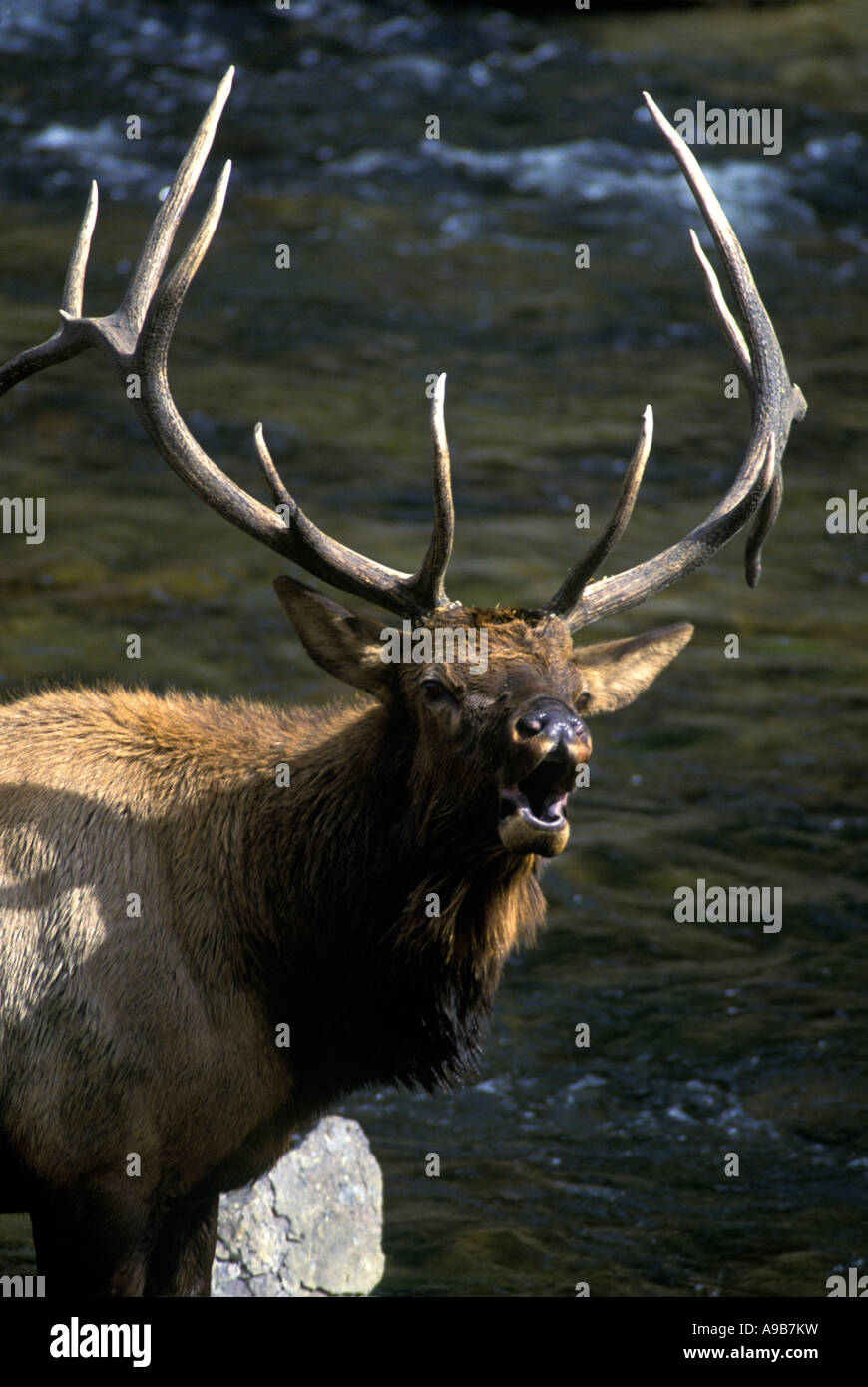 FACE OF SCREAMING ELK IN RIVER YELLOWSTONE NATIONAL PARK WYOMING USA ...