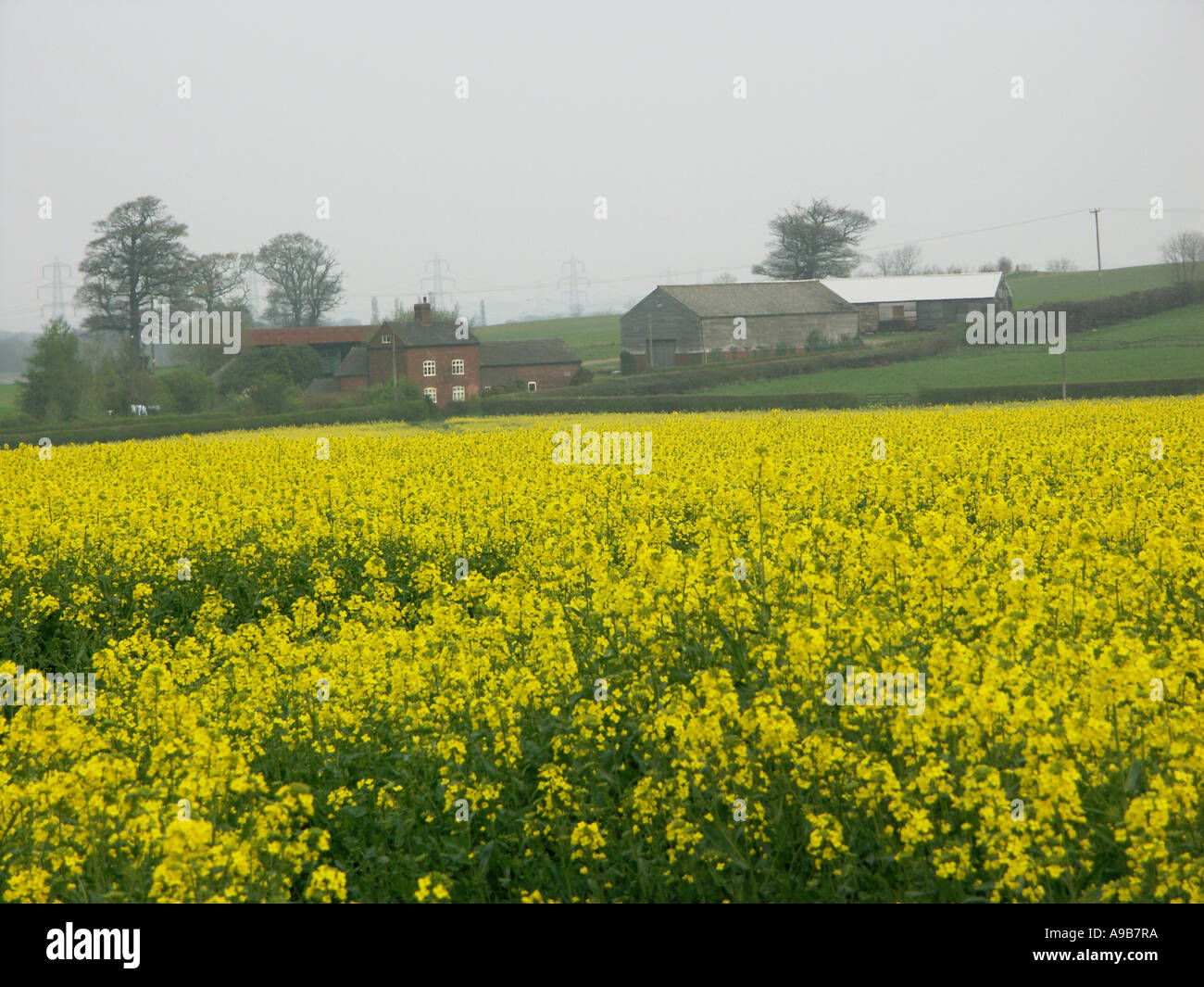 Oilseed Rape crop growing in the Midlands UK. A very versatile crop ...