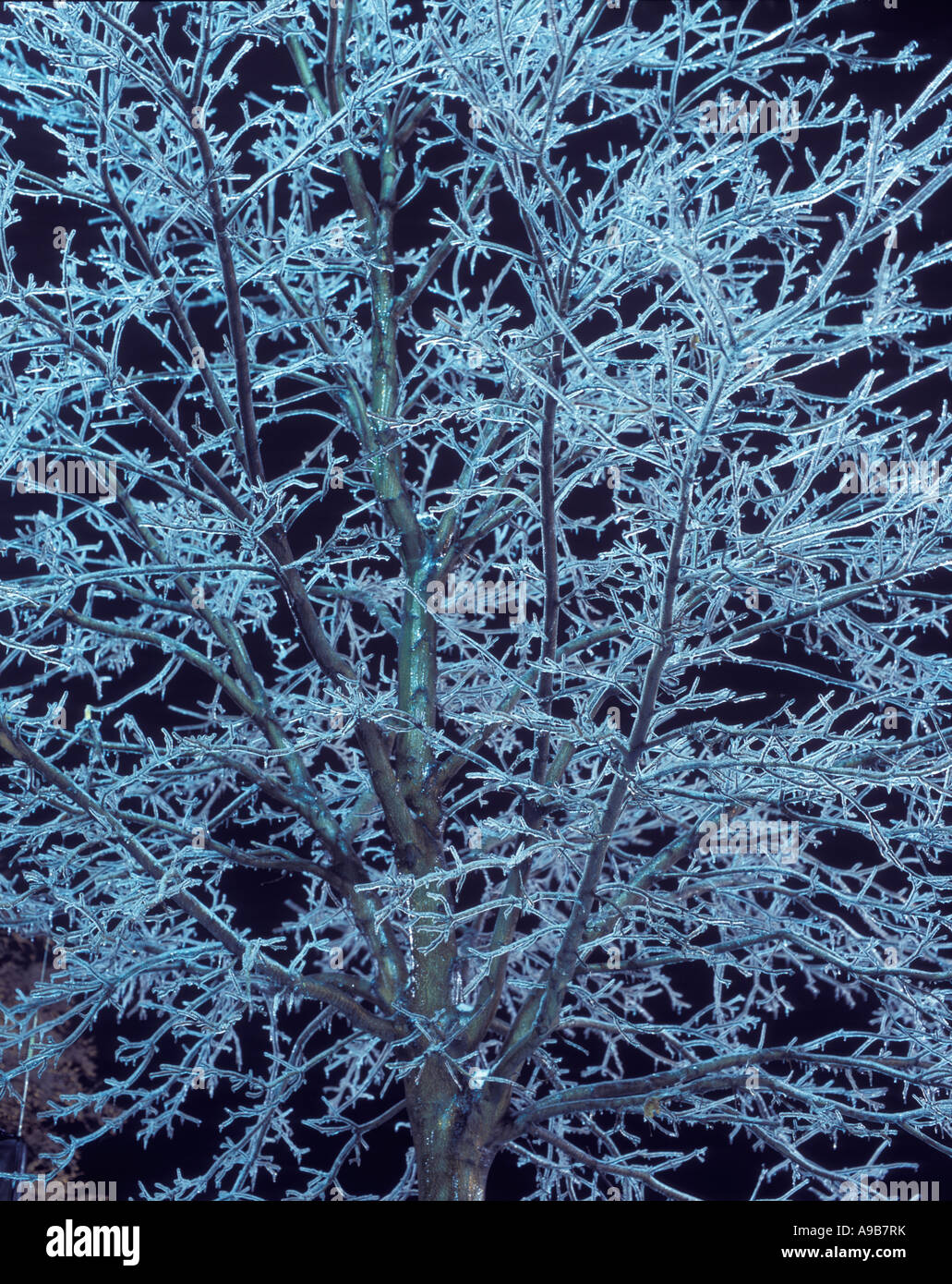 TREE COATED IN ICE AFTER STORM Stock Photo - Alamy