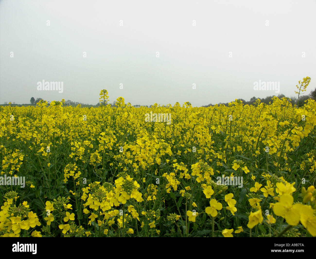 Oilseed Rape crop growing in the Midlands UK. A very versatile crop ...