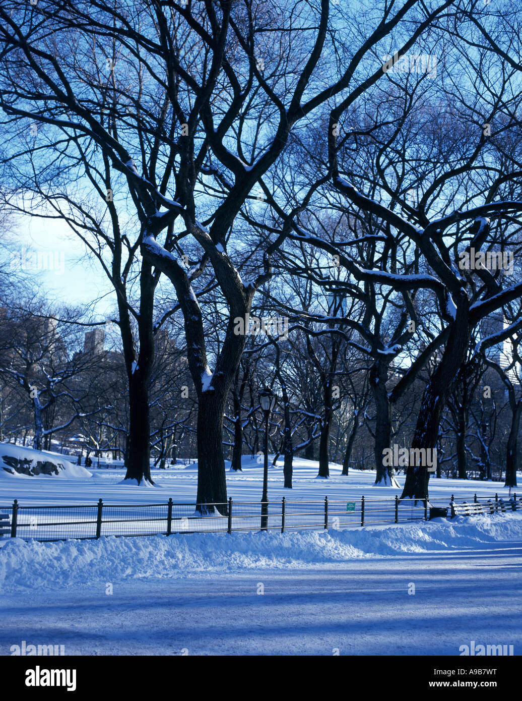 WINTER SNOW COVERED ELM WALK THE MALL CENTRAL PARK MANHATTAN NEW YORK ...