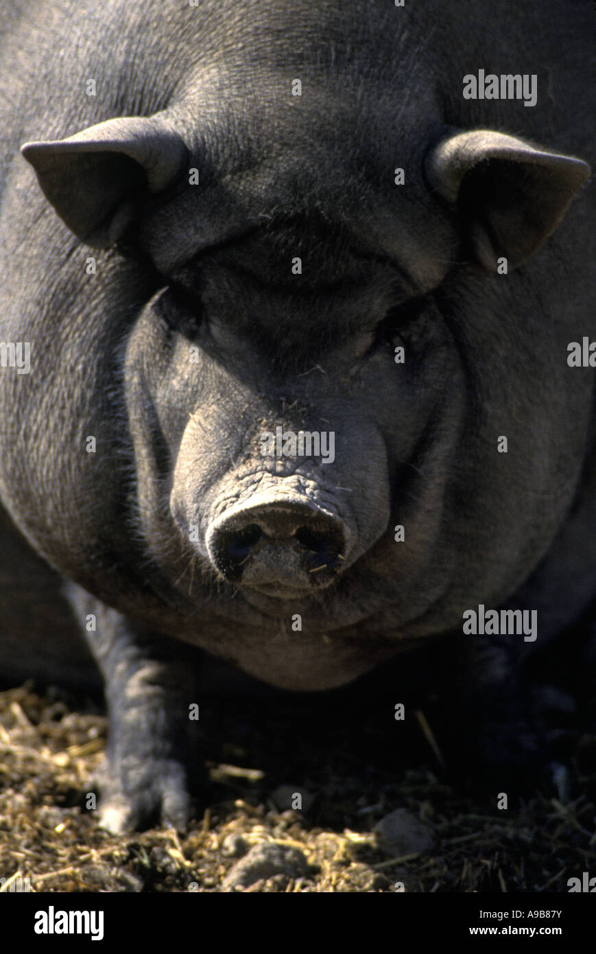 FACE OF PIG Stock Photo - Alamy
