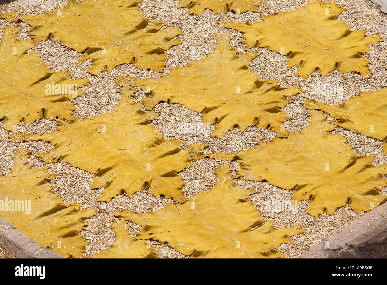 Yellow dyed skins are laid out to dry at a tannery in the Fez medina in ...
