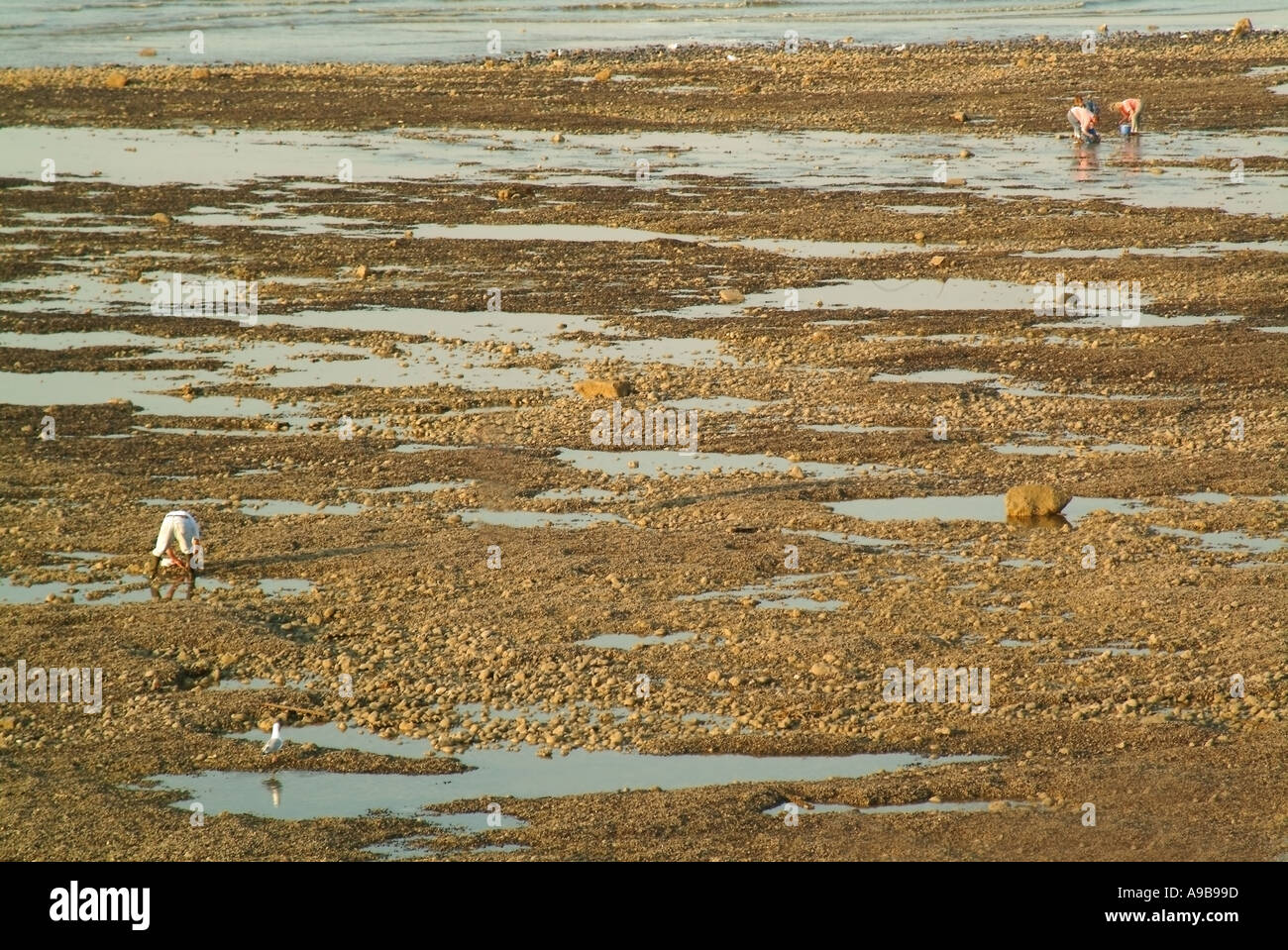 france normandy seine maritime fishing port of le treport at the mouth ...