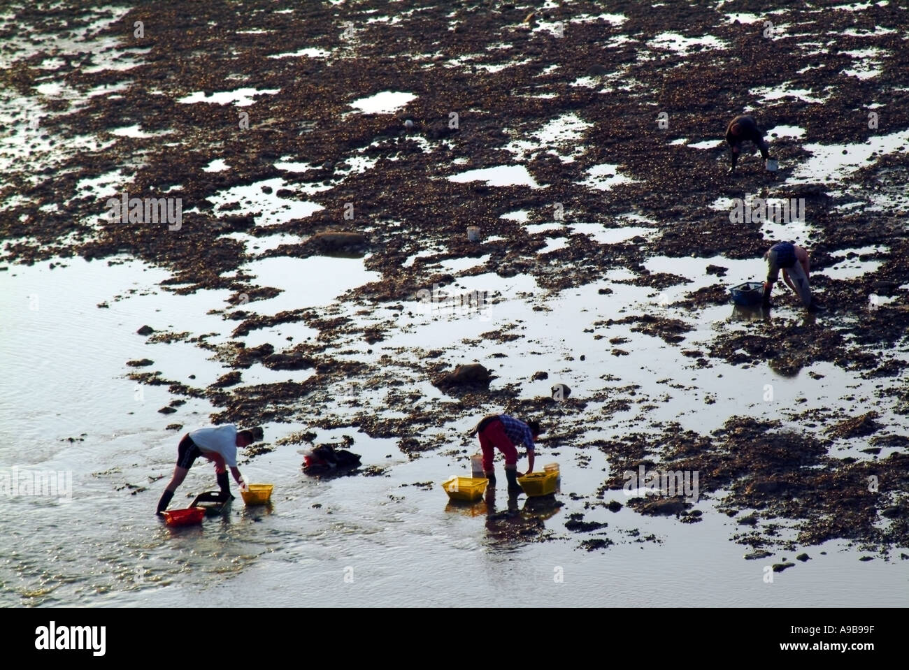 france normandy seine maritime fishing port of le treport at the mouth ...