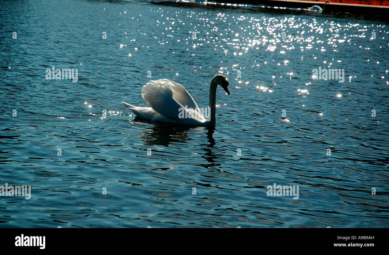 Inverleith pond park edinburgh hi-res stock photography and images - Alamy
