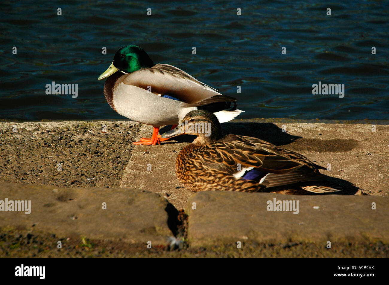 Inverleith pond park edinburgh hi-res stock photography and images - Alamy