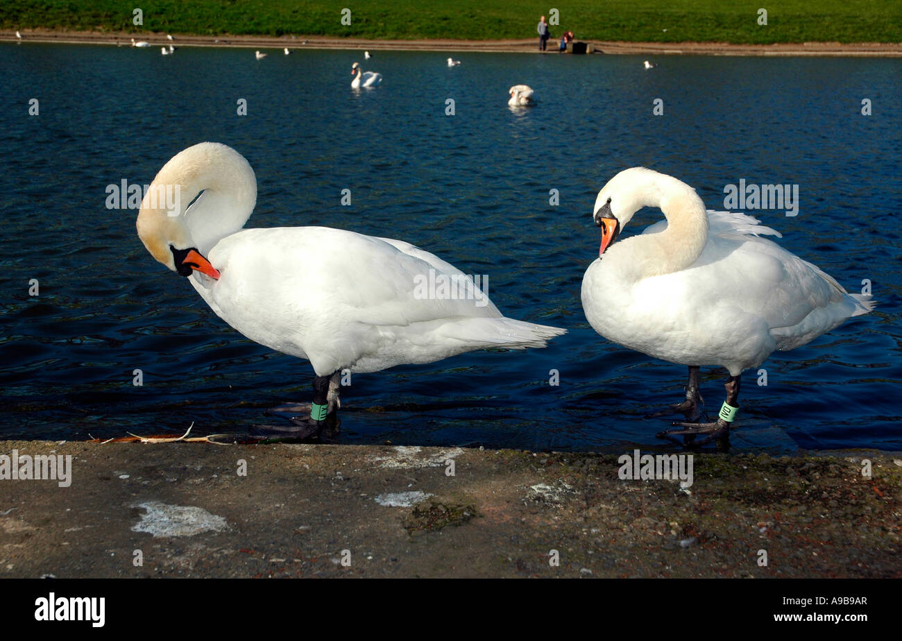 Inverleith pond park edinburgh hi-res stock photography and images - Alamy