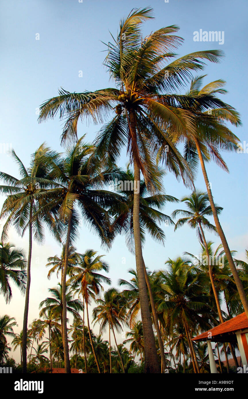 Coconut Palm Trees,Mandrem Beach,Goa,India,Asia Stock Photo - Alamy