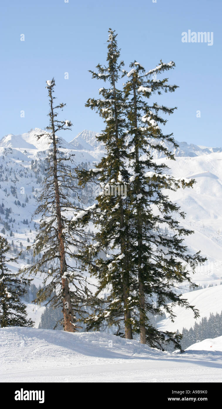 Pine trees stand in hi-res stock photography and images - Alamy