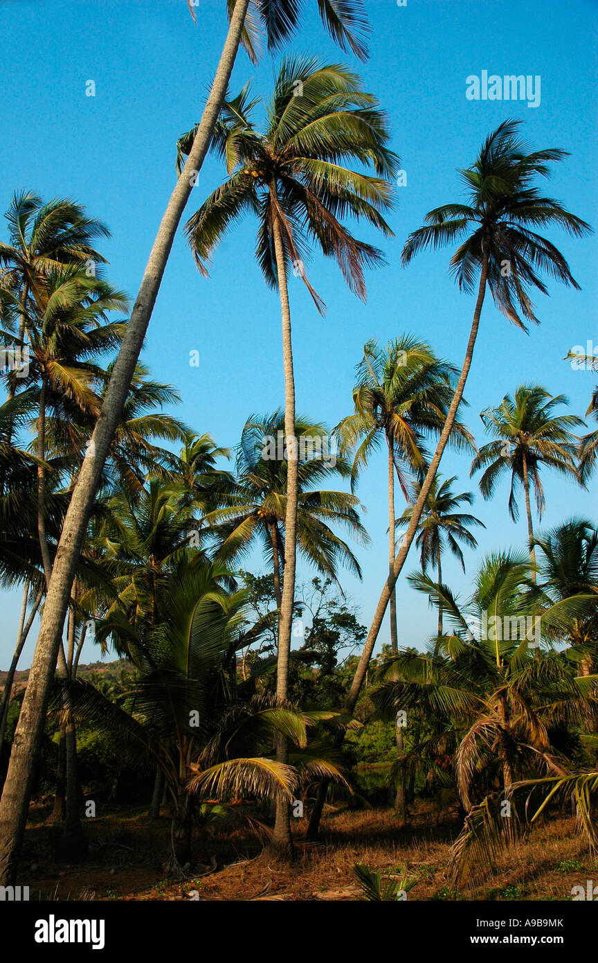 Coconut Trees , Mandrem Beach , Goa,India Stock Photo - Alamy