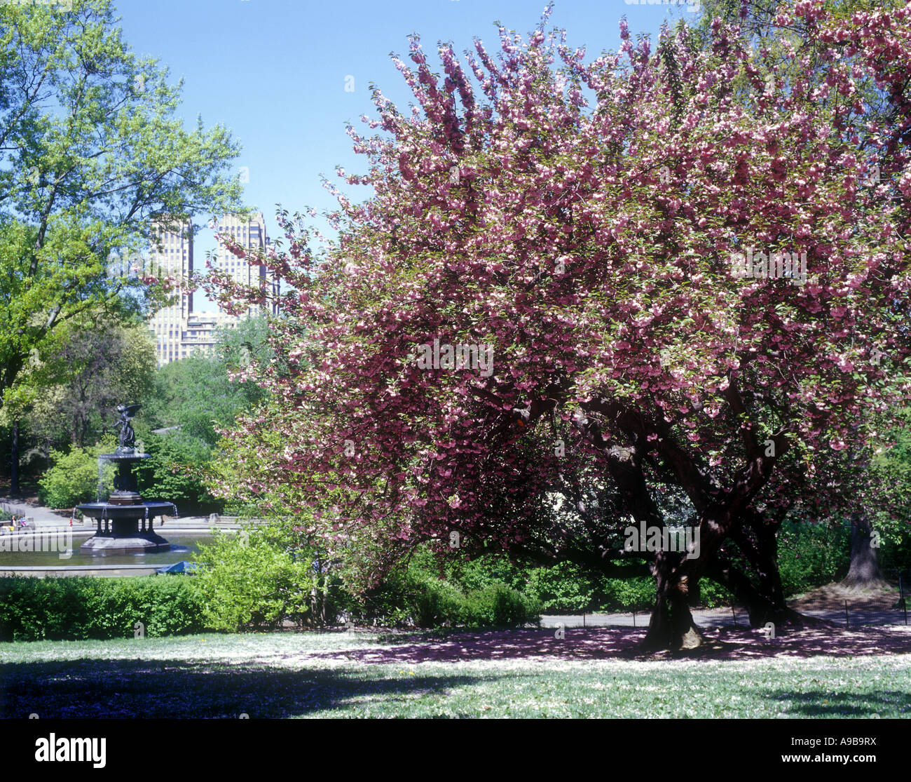 ANGEL OF THE WATERS FOUNTAIN (©EMMA STEBBINS 1868) BETHESDA TERRACE ...