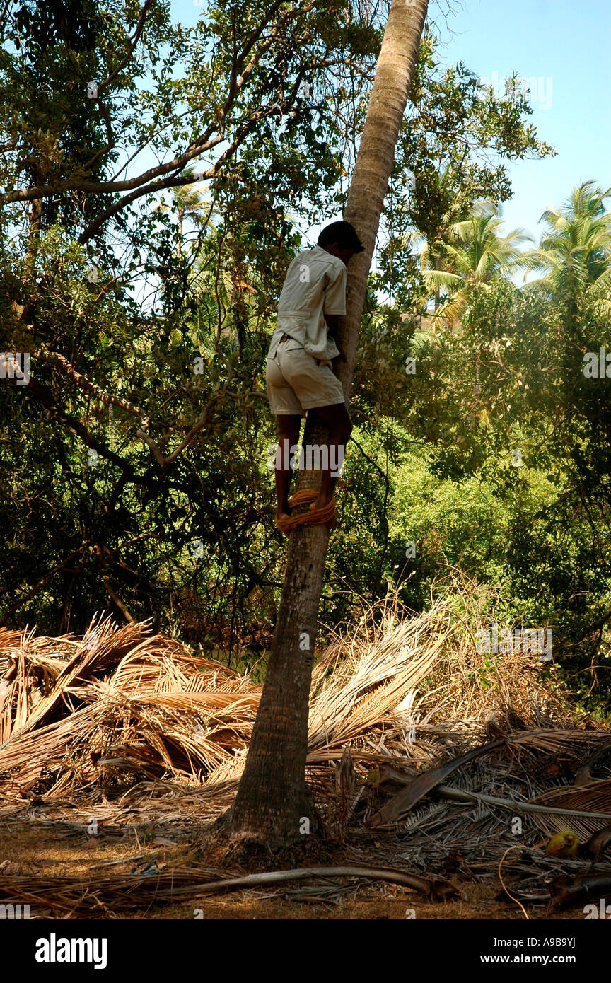 Man climbing Coconut palm tree to pick coconuts, Mandrem, Goa,India ...