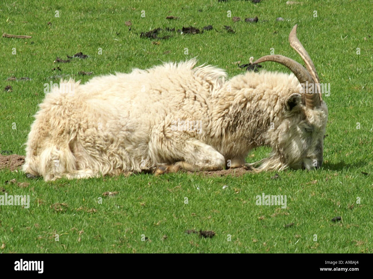 Capra genus hi-res stock photography and images - Alamy