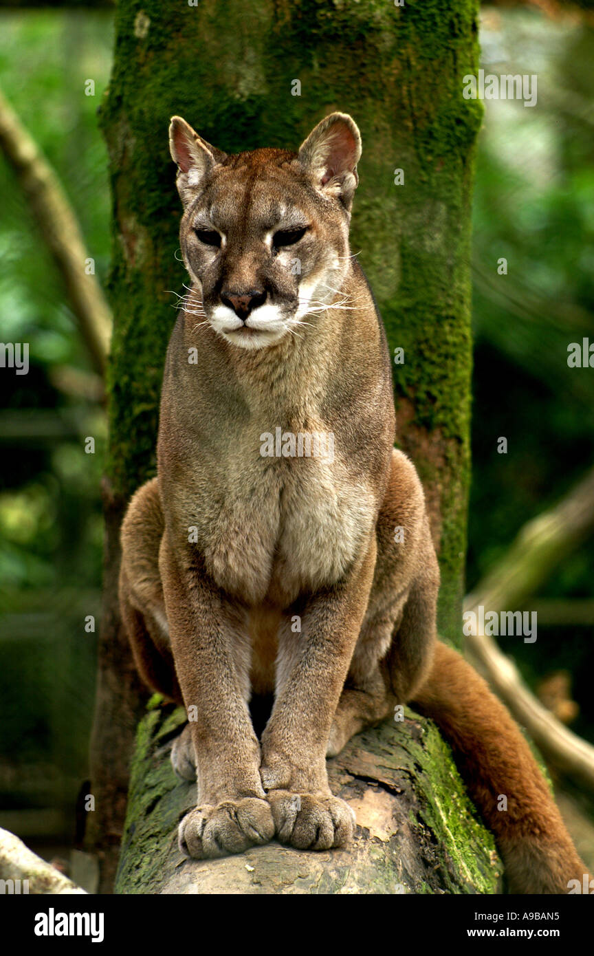 Carnivorae hi-res stock photography and images - Alamy