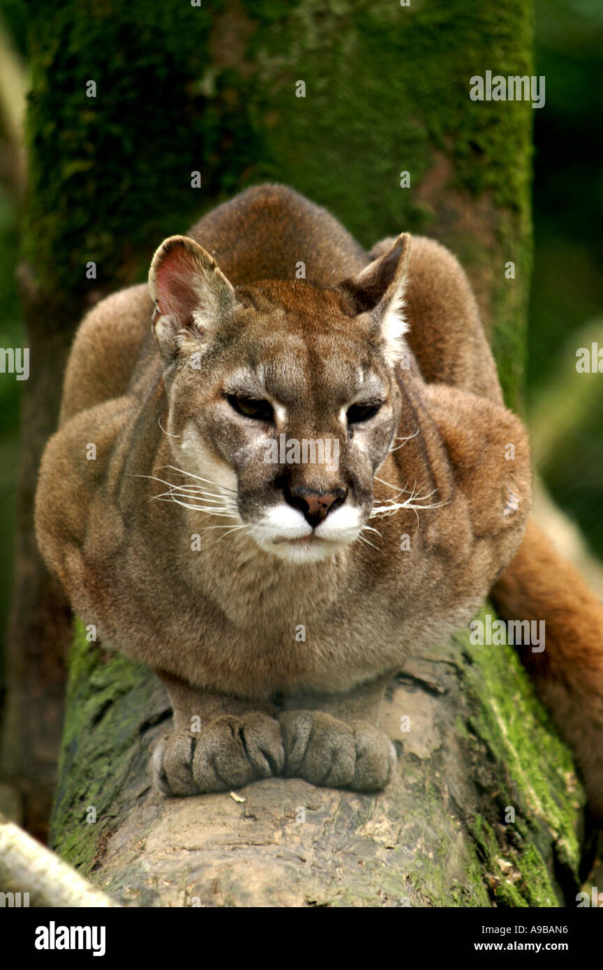 Puma Mammalia Carnivorae Felidae Felis concolor Stock Photo - Alamy