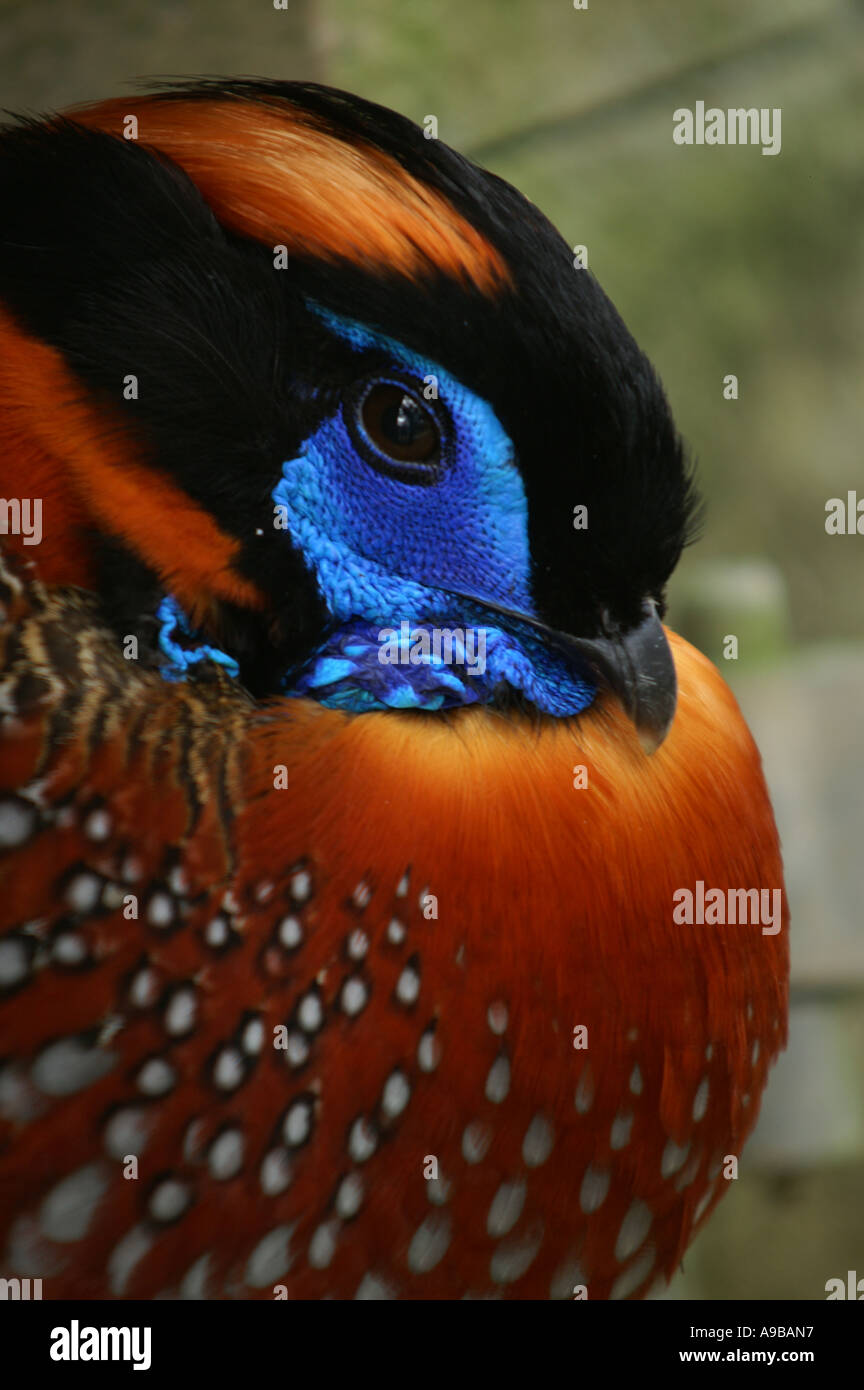 Crimson horned pheasant hi-res stock photography and images - Alamy
