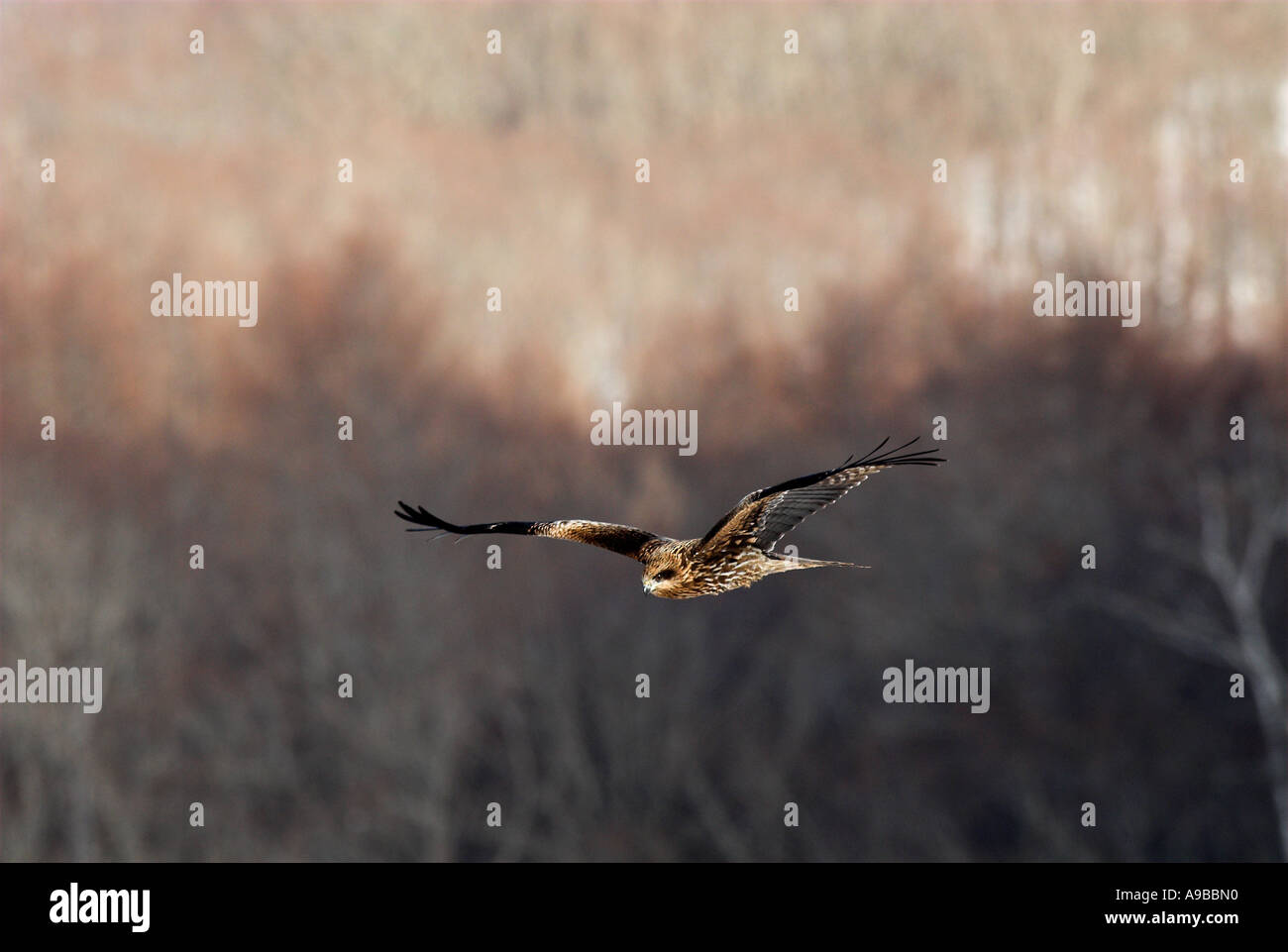 Japanese kite hi-res stock photography and images - Alamy