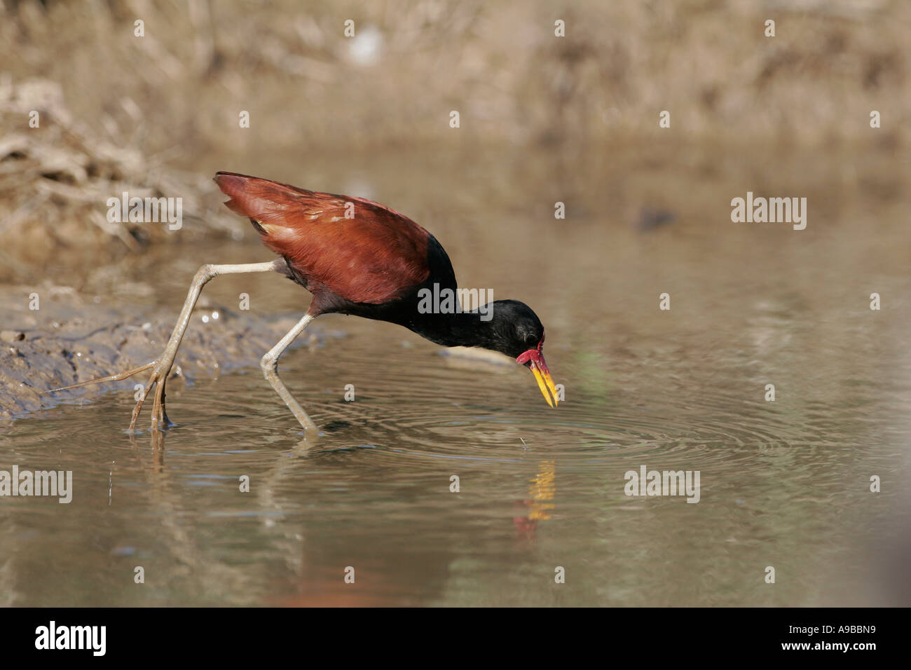 Wattled Jacana Jacana jacana Aripo Field Station Trinidad Stock Photo ...