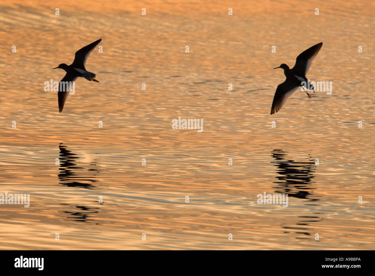 Redshank Tringa totanus in flight flying at sunset Moray Firth ...