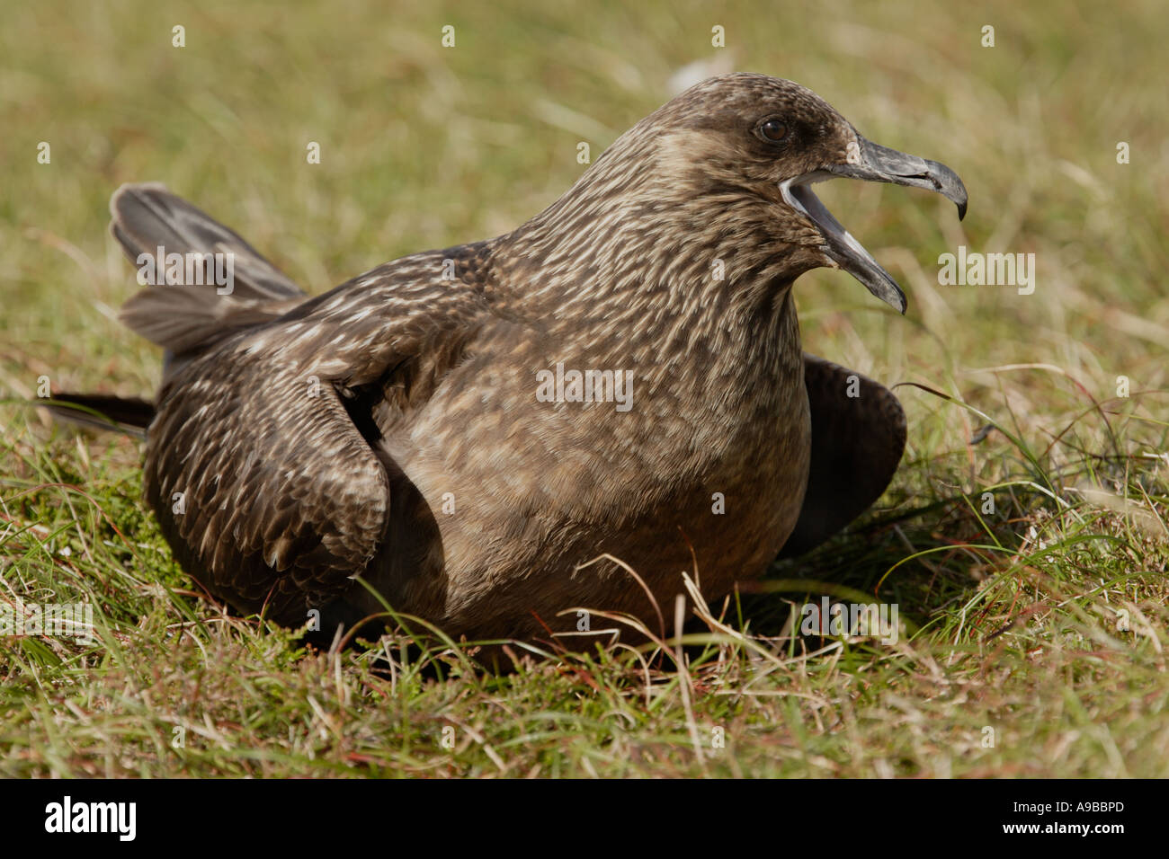 Great skua on nest hi-res stock photography and images - Alamy