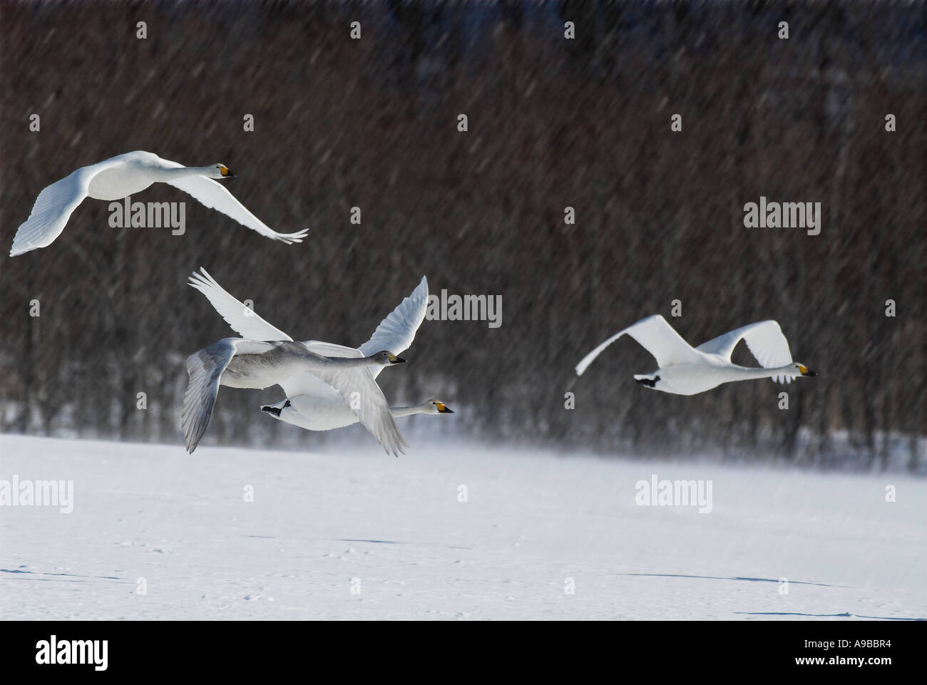 Whooper swan Cygnus cygnus in flight flying Hokkaido Island Japan Stock ...