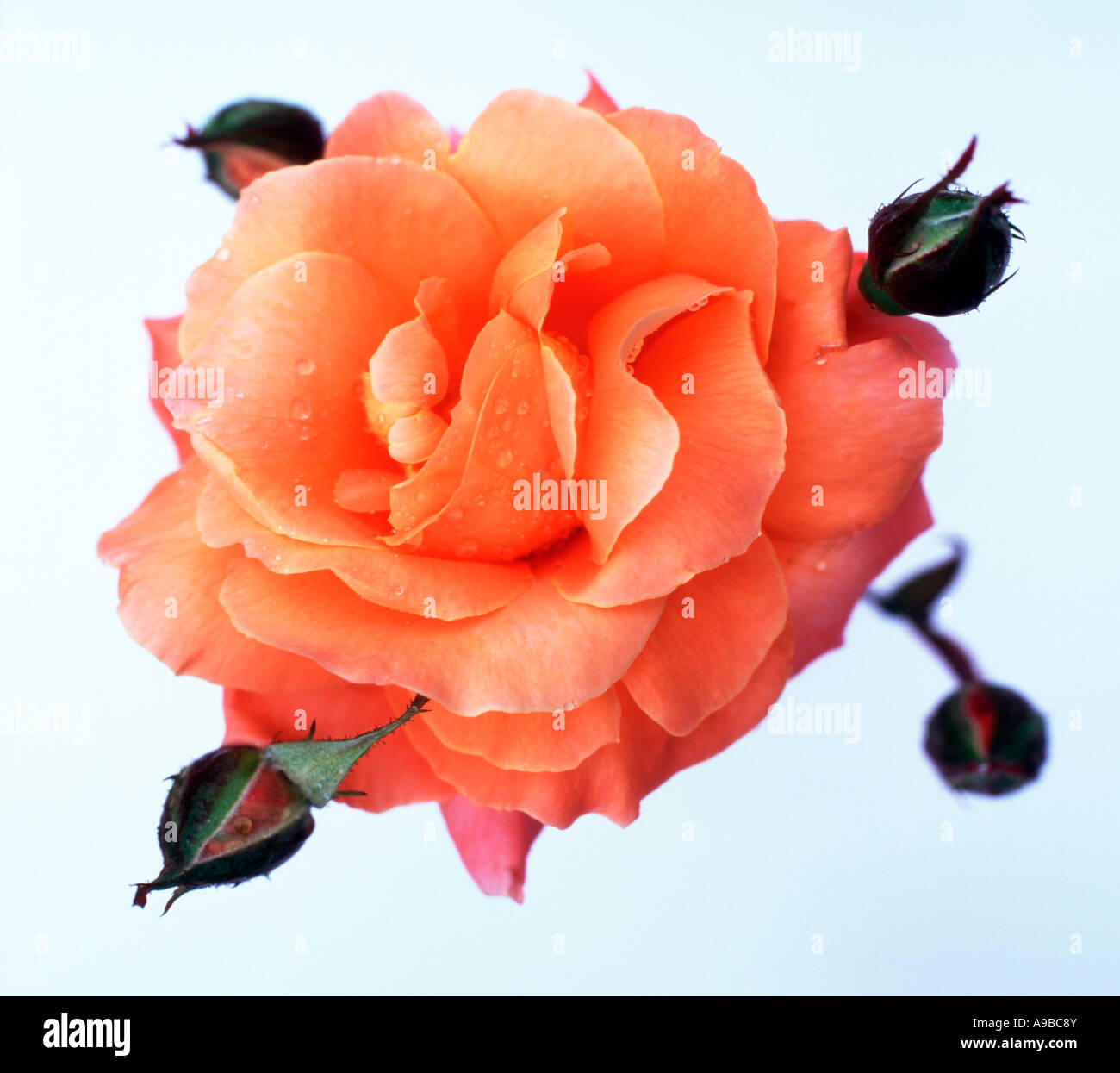 Modern climbing rose hi-res stock photography and images - Alamy