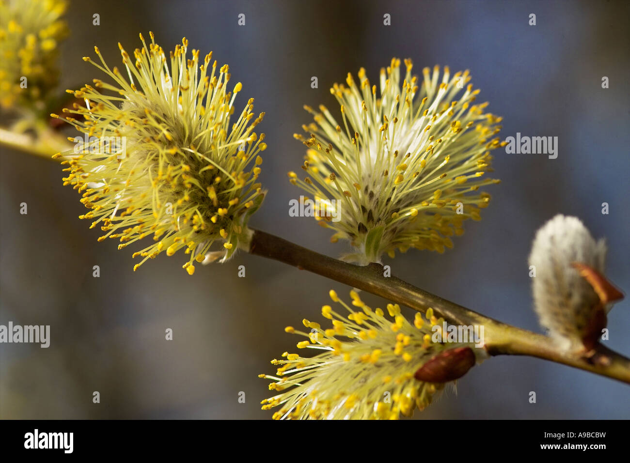 Willow Sallow Salix caprea Stock Photo - Alamy